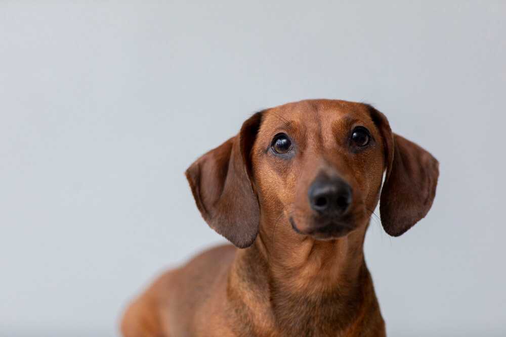 12 Best Dog Breeds To Buy In Kenya And Their Prices | Majira Media