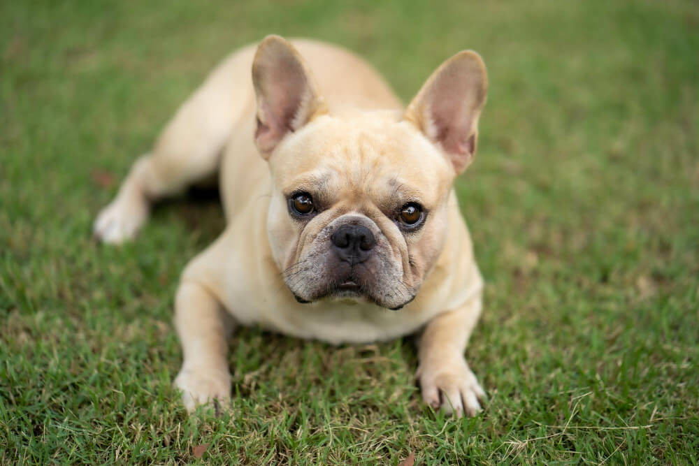 Everything You Need To Know About Bulldog Breed | Majira Media